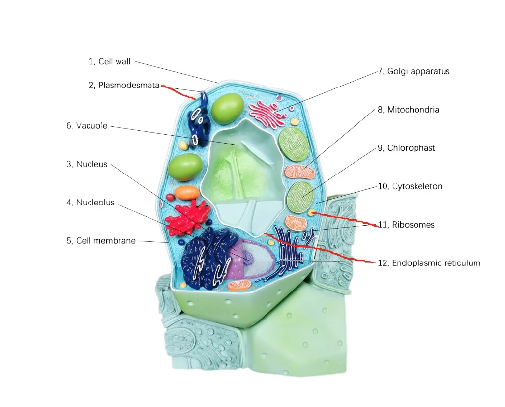 Cytoskeleton Cell Model