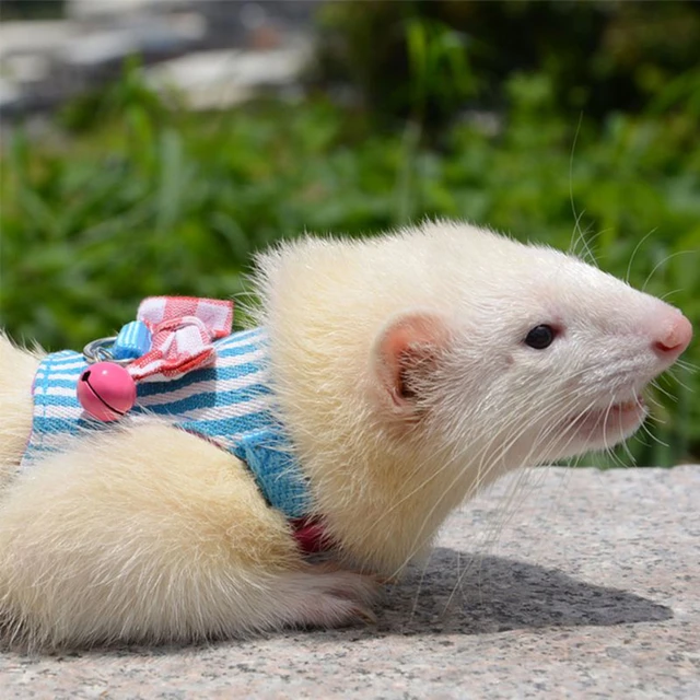 Ferrets Wearing Sweaters