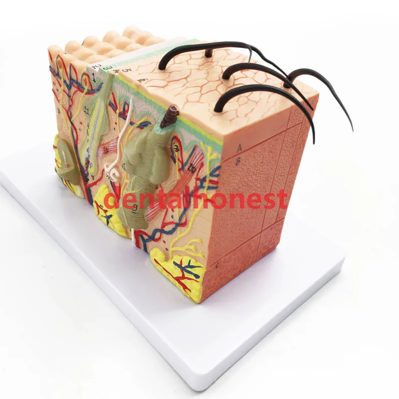 35-times-Magnified-Skin-modle-Hair-follicle-hair-structure-anatomical ...