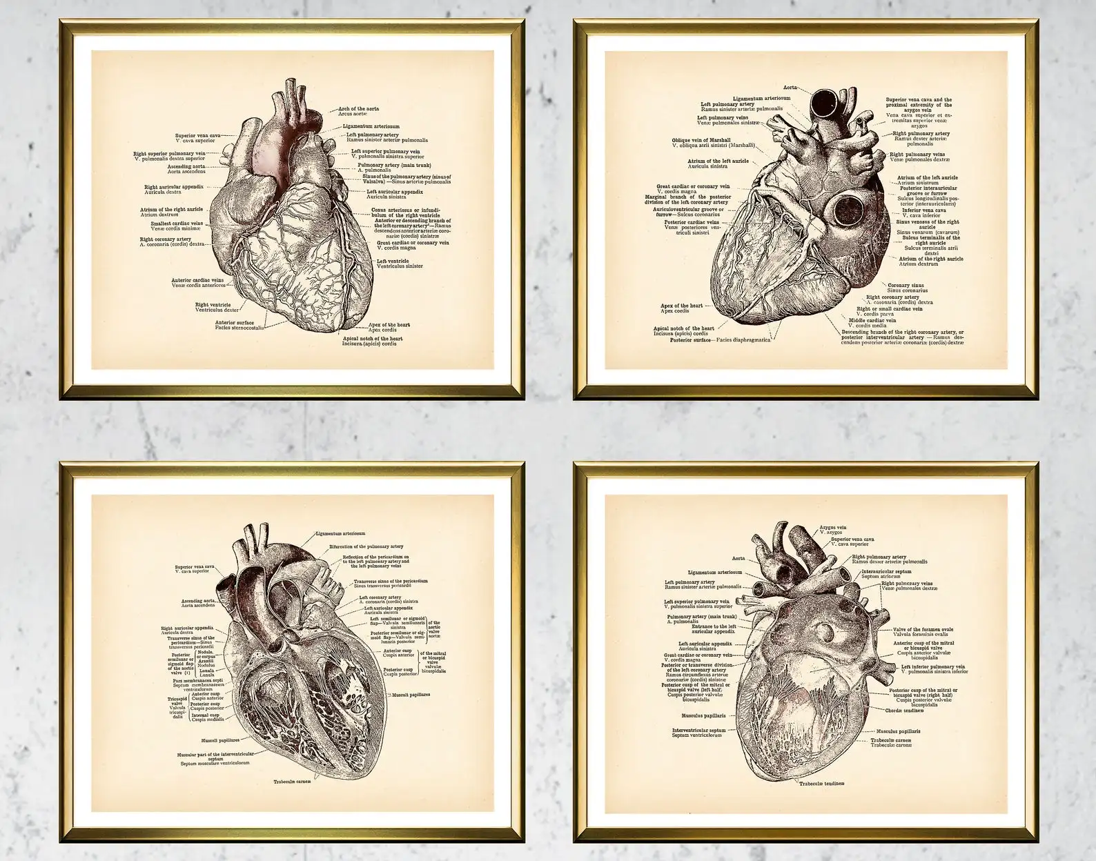 Wall Décor Doctor Gift Idea Vintage Human Heart Illustration Wood ...