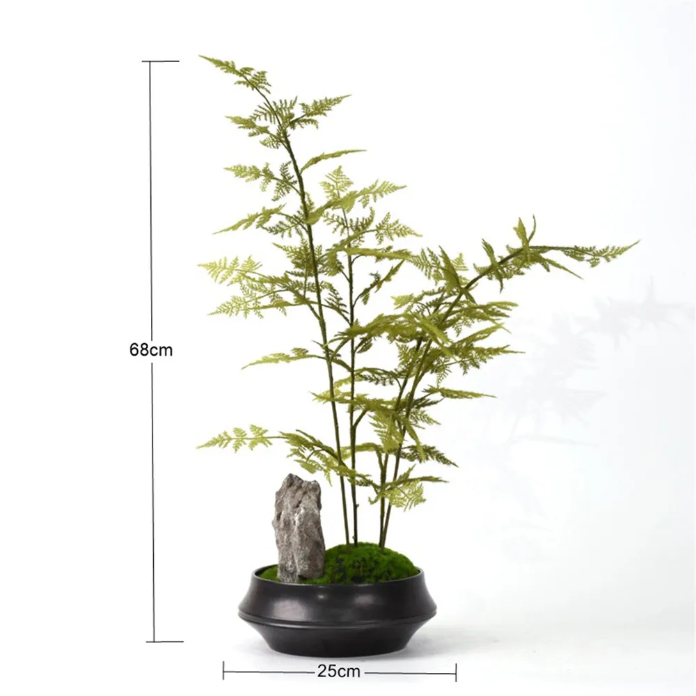 Asparagus Fern Bonsai