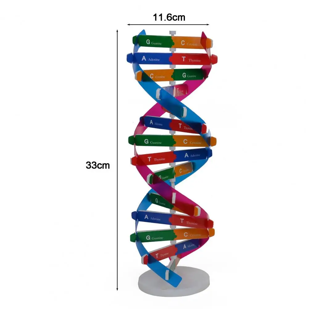 3d Structure Of Dna Model