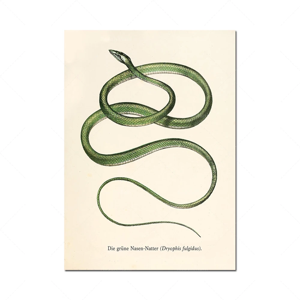 Vintage Snake Illustration