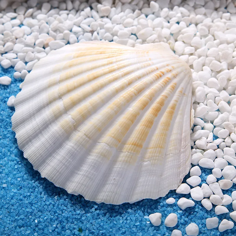 Natural-White-Scallop-Decoration-Mediterranean-Large-Marine-Shells ...