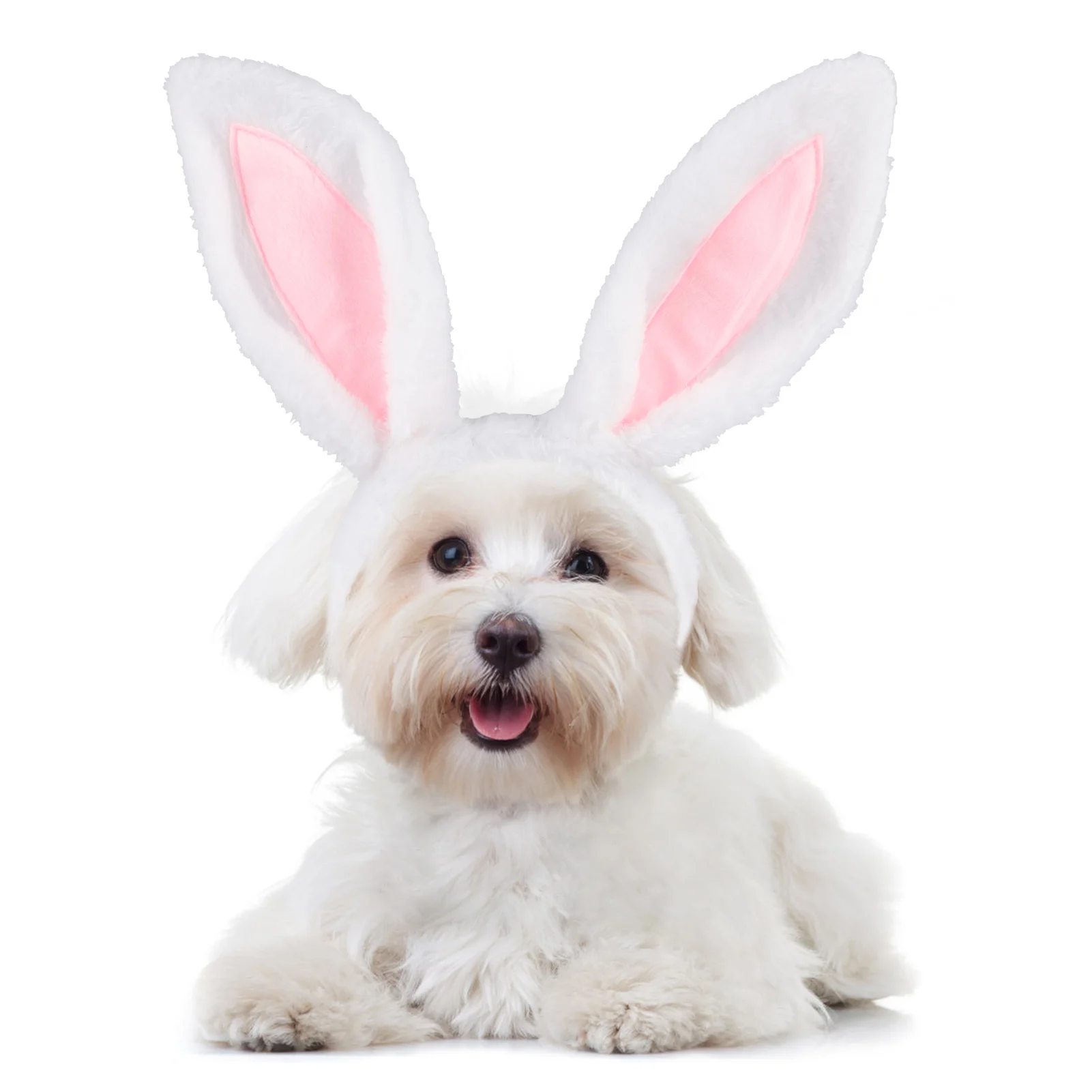 Dog With Bunny Ears