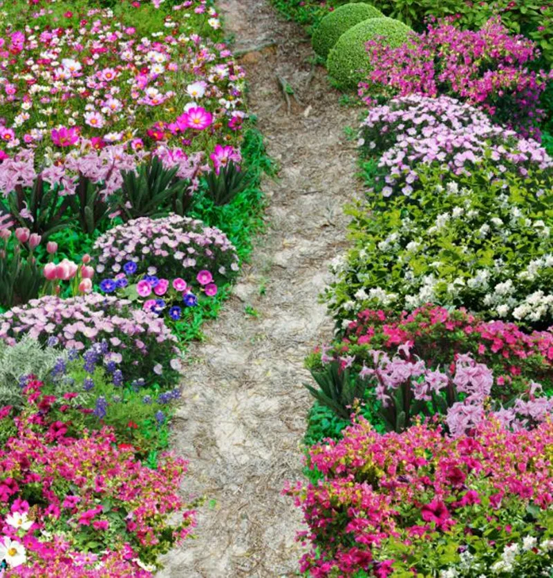 Beautiful Flower Path