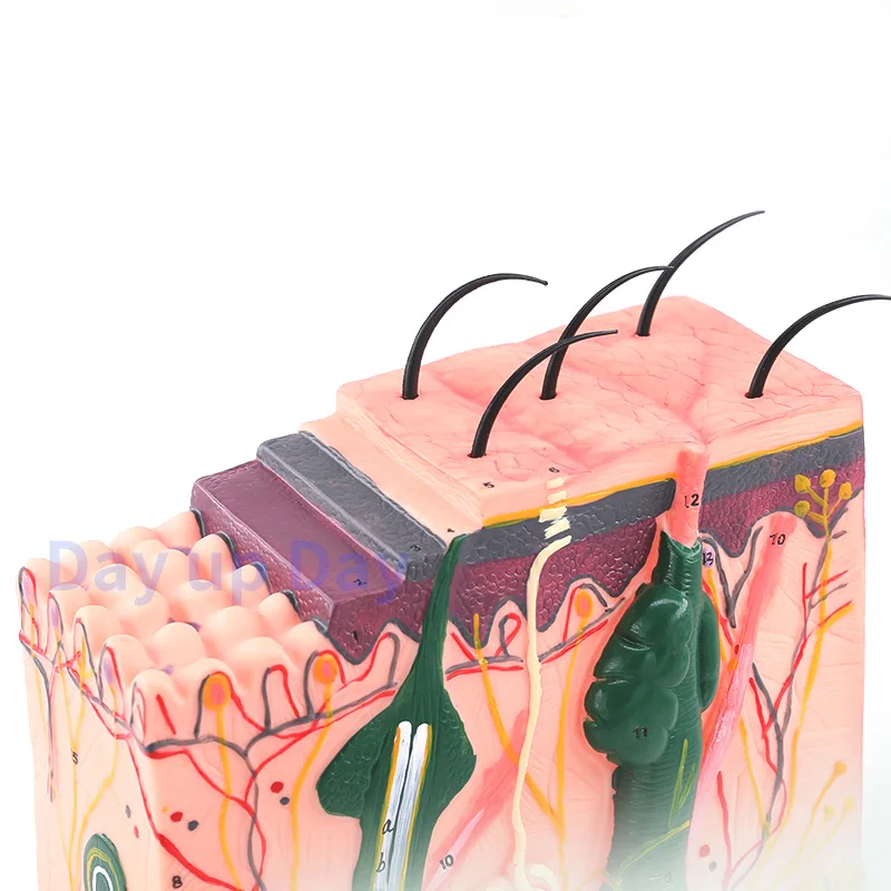 50-Times-Magnified-Anatomical-Model-of-Human-Skin-Tissue-Structure ...