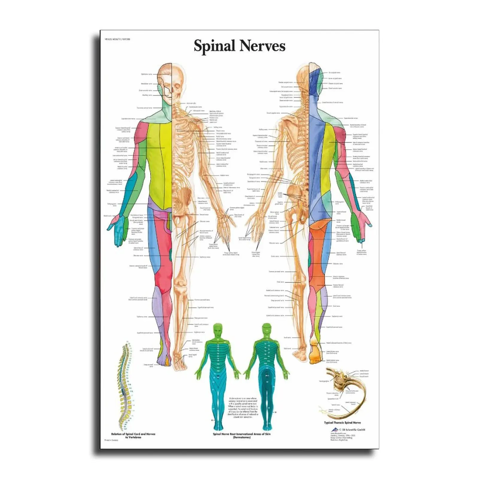 Spinal Nerve Chart Anatomy