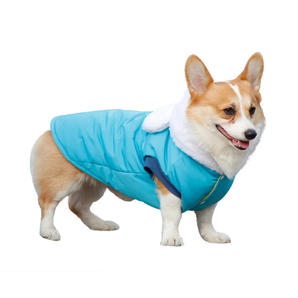Do Corgis Need Winter Coats