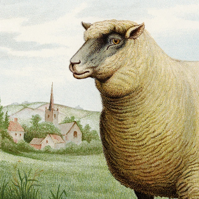 Vintage Sheep Illustration
