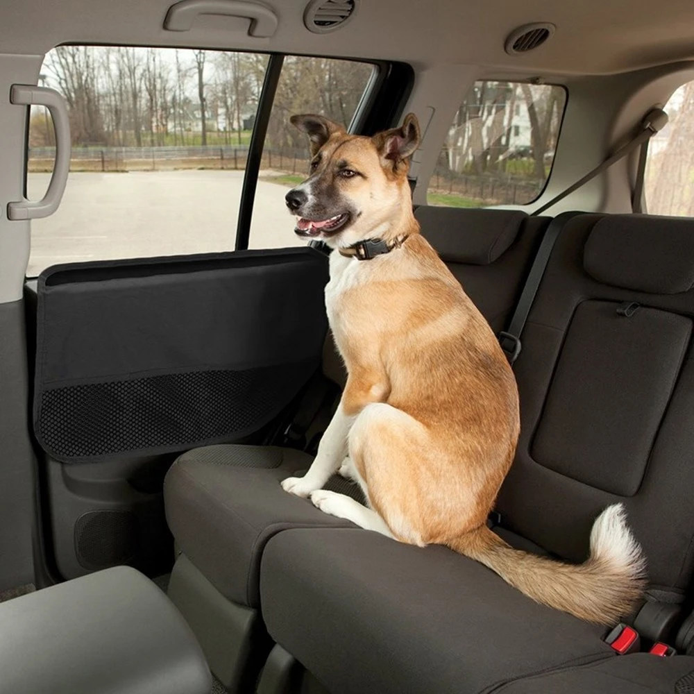 Can A Dog Scratch A Car