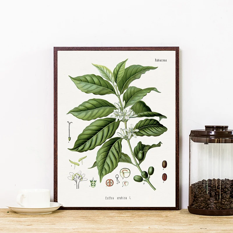 Coffee Bean Plant Illustration