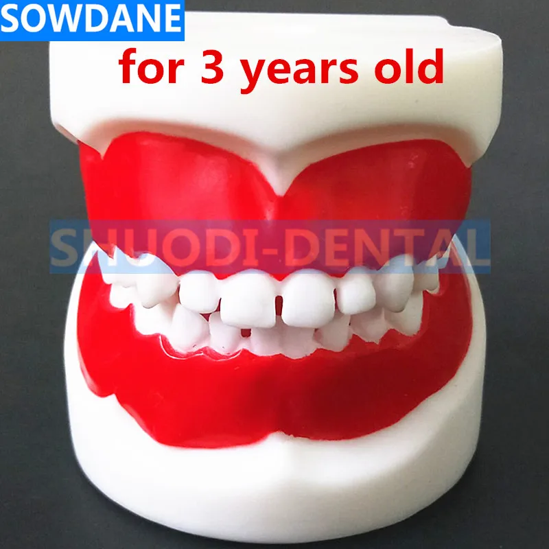Dental Training Model For Children/standard Dental Kids Teeth Model ...