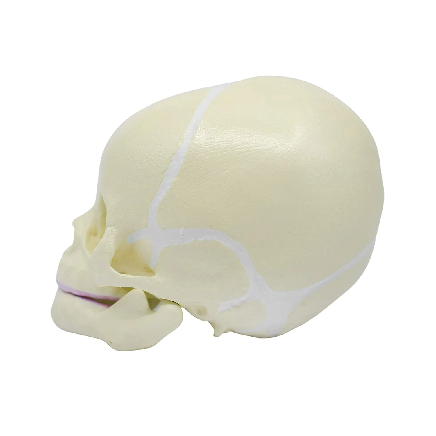 Skull Muscle Mini Skull Model, Baby Skull Model, Life-Size Fetal Skull ...