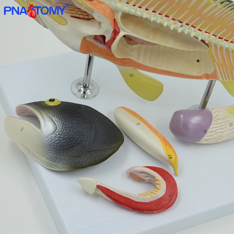 Tuna Fish Skeleton Anatomy