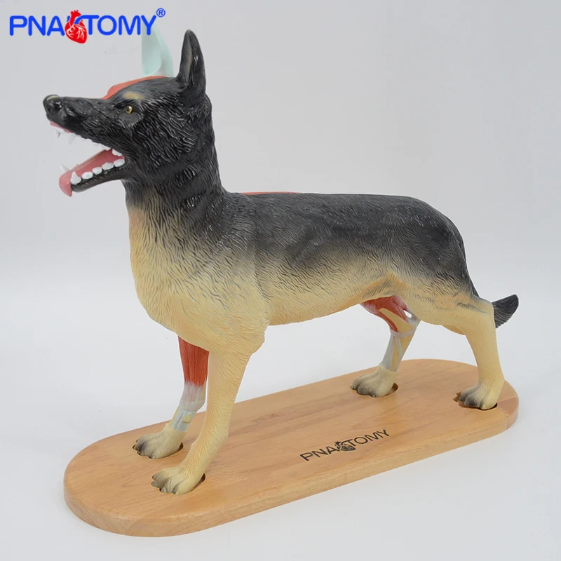 Dog-Anatomical-Model-Canine-Skin-Medical-Science-Veterinarian-Animal ...