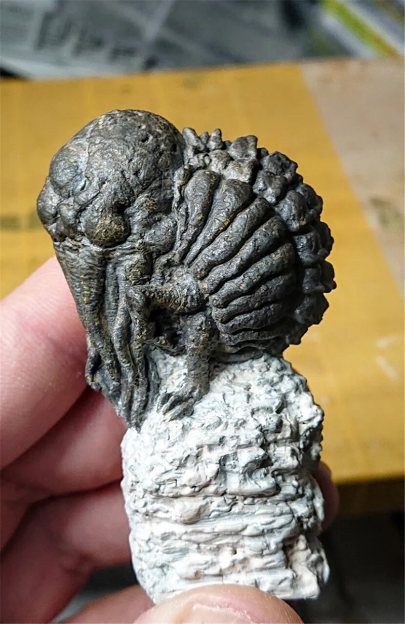 Unpainted Cthulhu Fossil 2020 Gk Resin Figure Scale Model Figure Resin ...