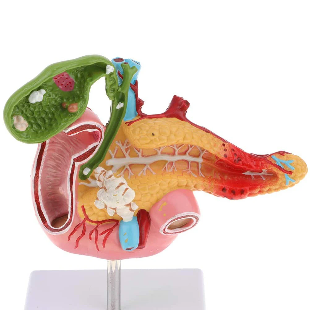 Pancreas Model Anatomy