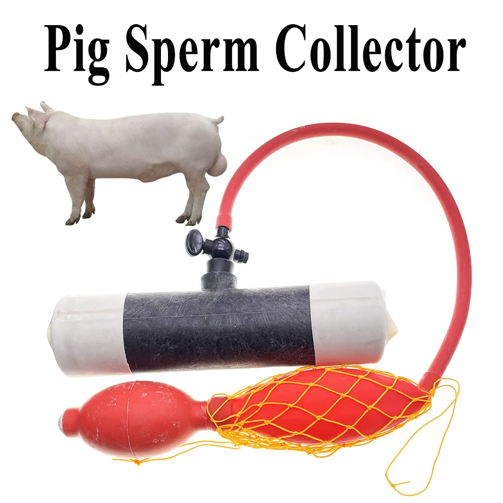 Pig Semen