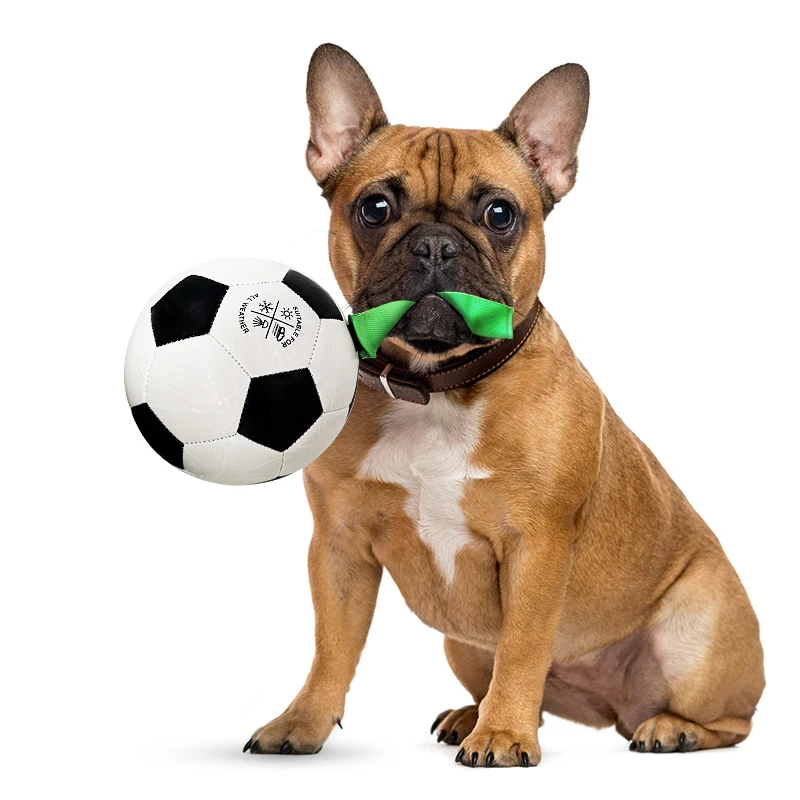 How Big Are French Bulldog Balls