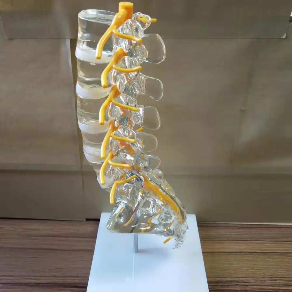 Transparent-Lumbar-spine-model-with-Tailbone-Intervertebral-disc-Spinal ...