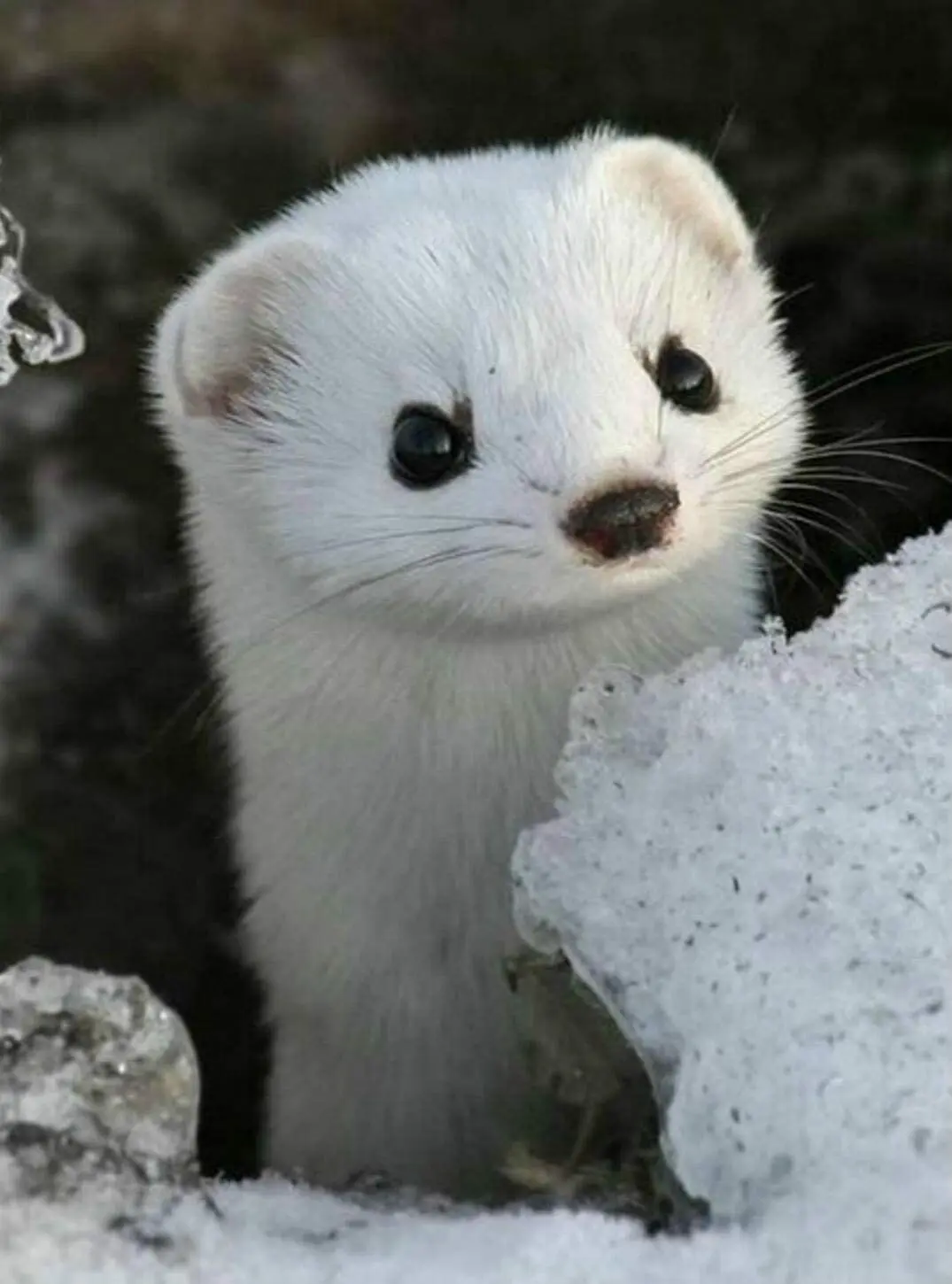 White Weasel Pet