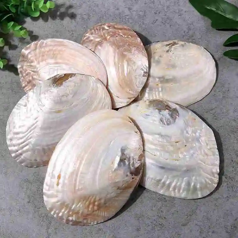 Natural Shell Pearl Shell Pearl River Shell Polished Polishing Jewelry ...