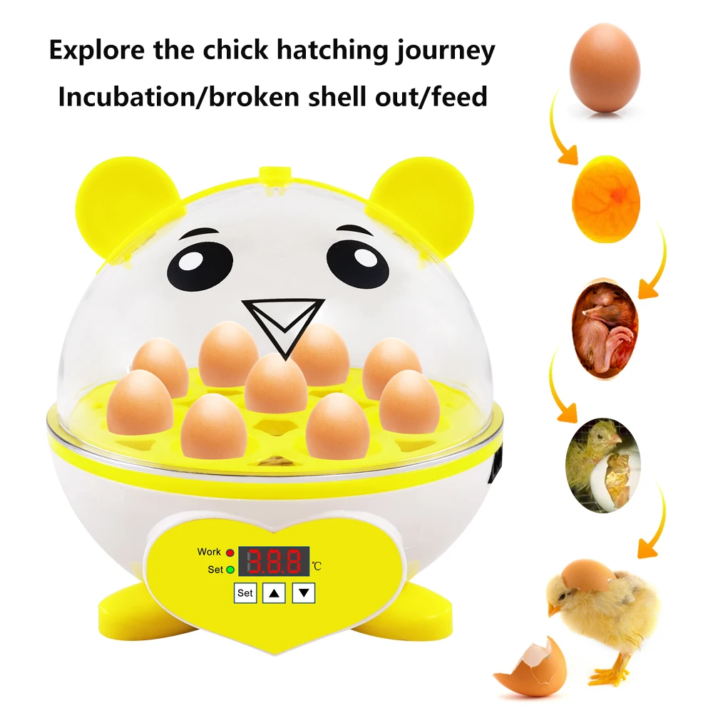 Duck Eggs Hatching Cartoon