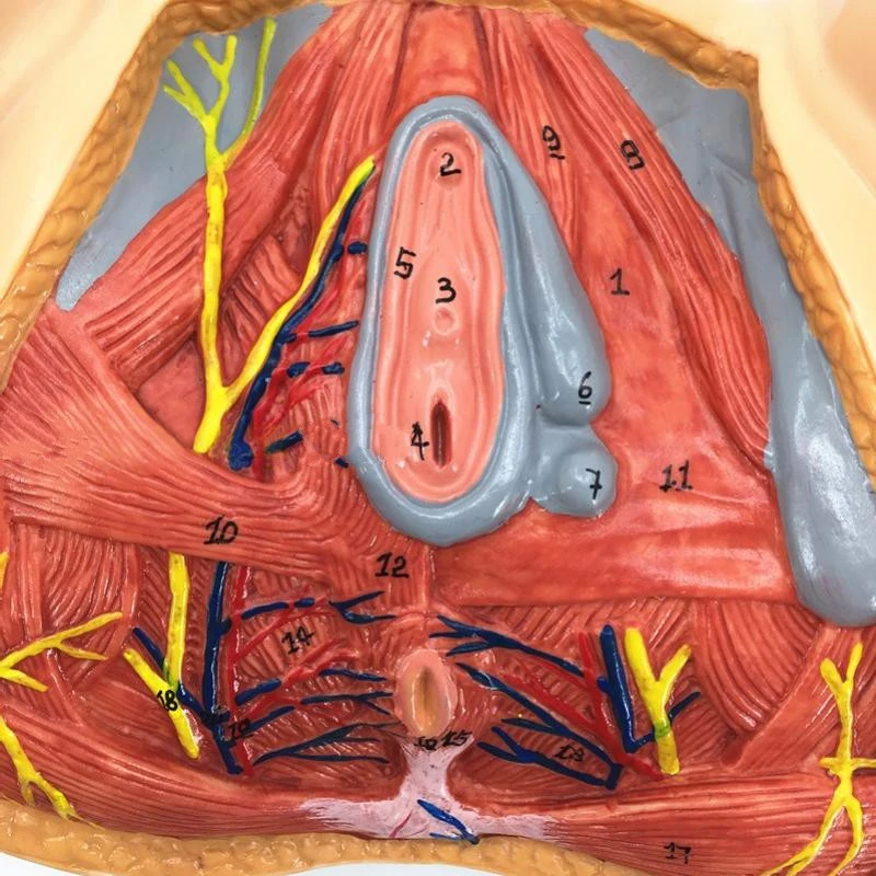 Modelo Educativo Modelo Anatómico Del Perineo Femenino, Modelo De Anatomía Humana De Tamaño ...