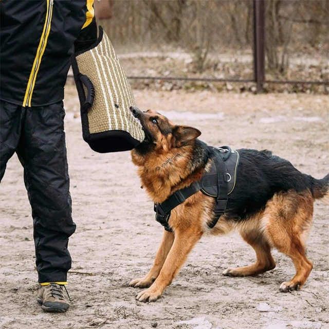 German Shepherd Bite Training
