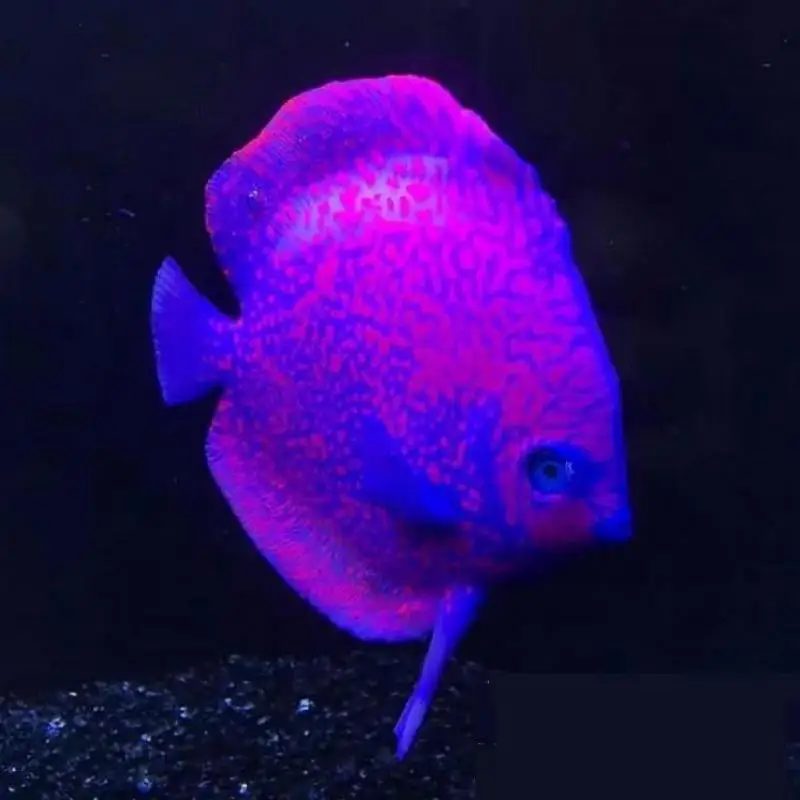 Purple Discus Fish