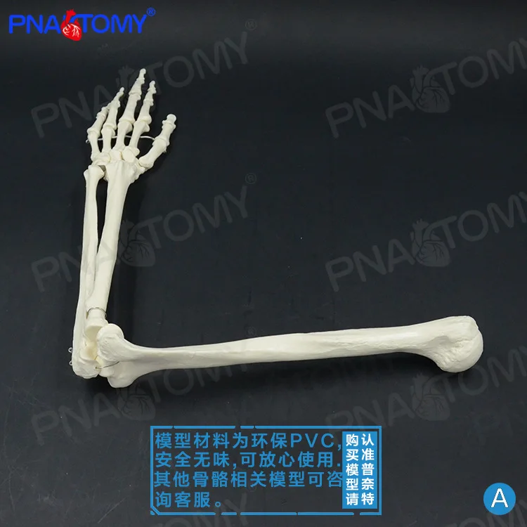 Humerus Ulna Radius