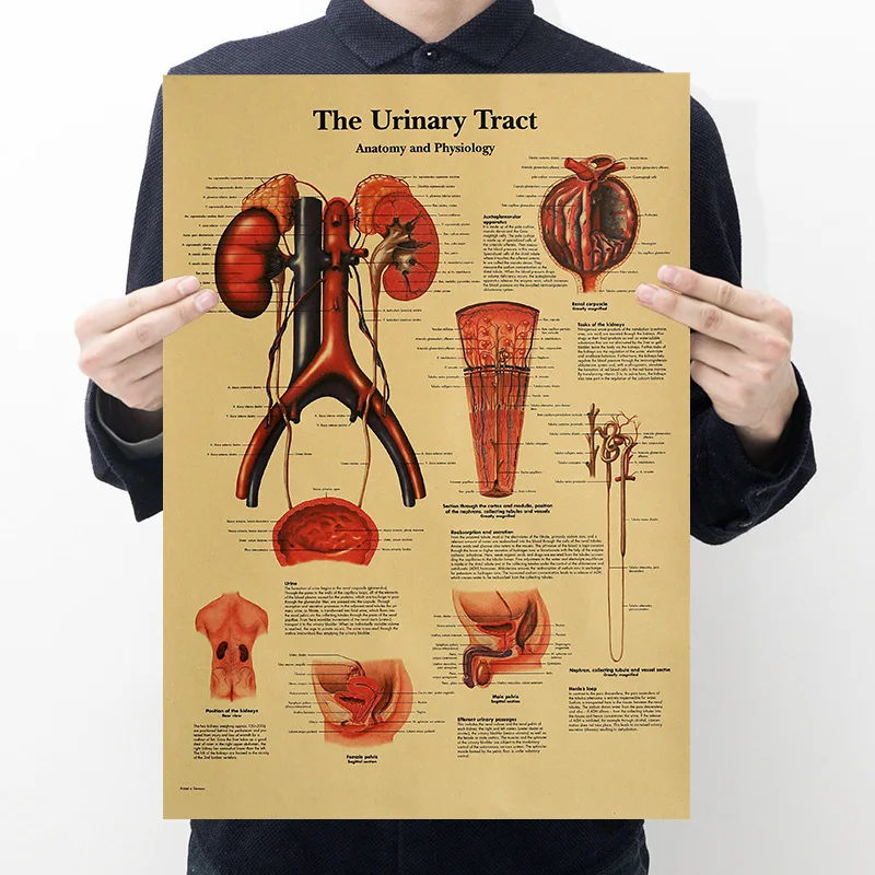 Vintage-Posters-Anatomy-Of-The-Human-Body-Urinary-System-Diagrams-Retro ...