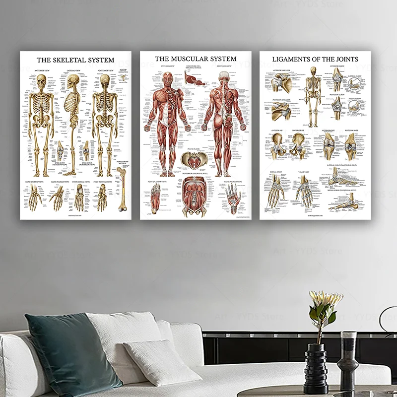 Joints And Ligaments Learn Skeleton Anatomy