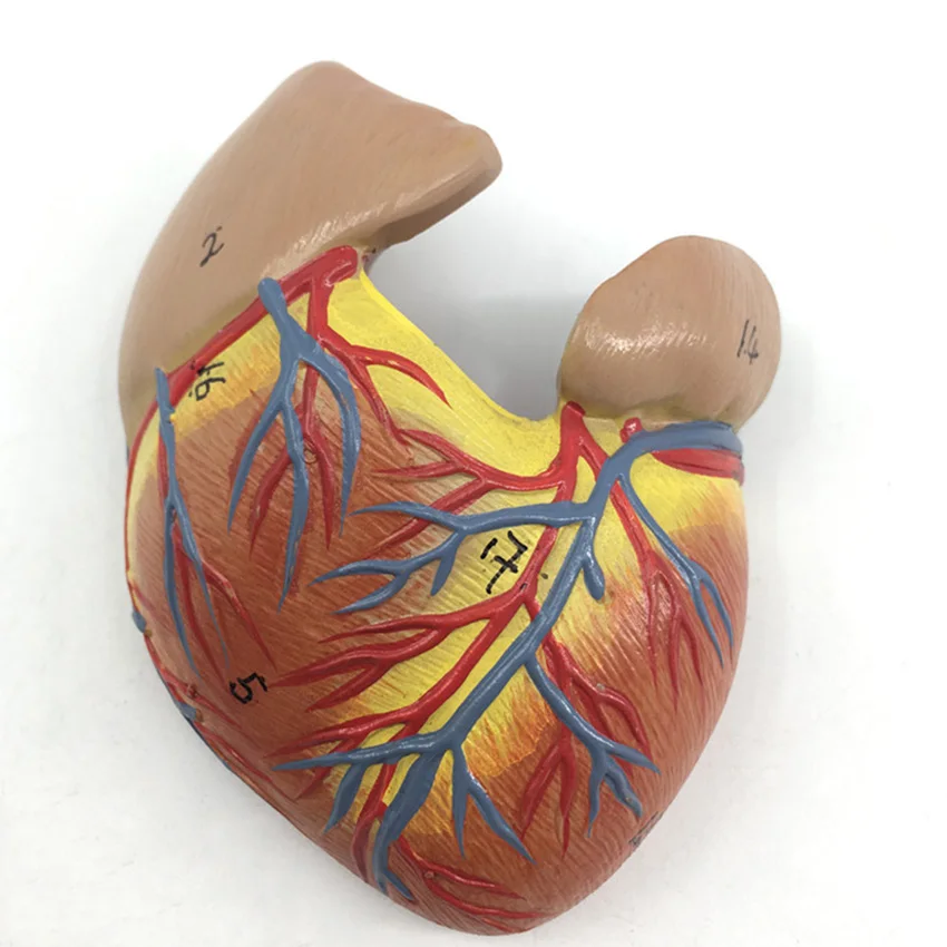 Plastic Heart Model Labeled