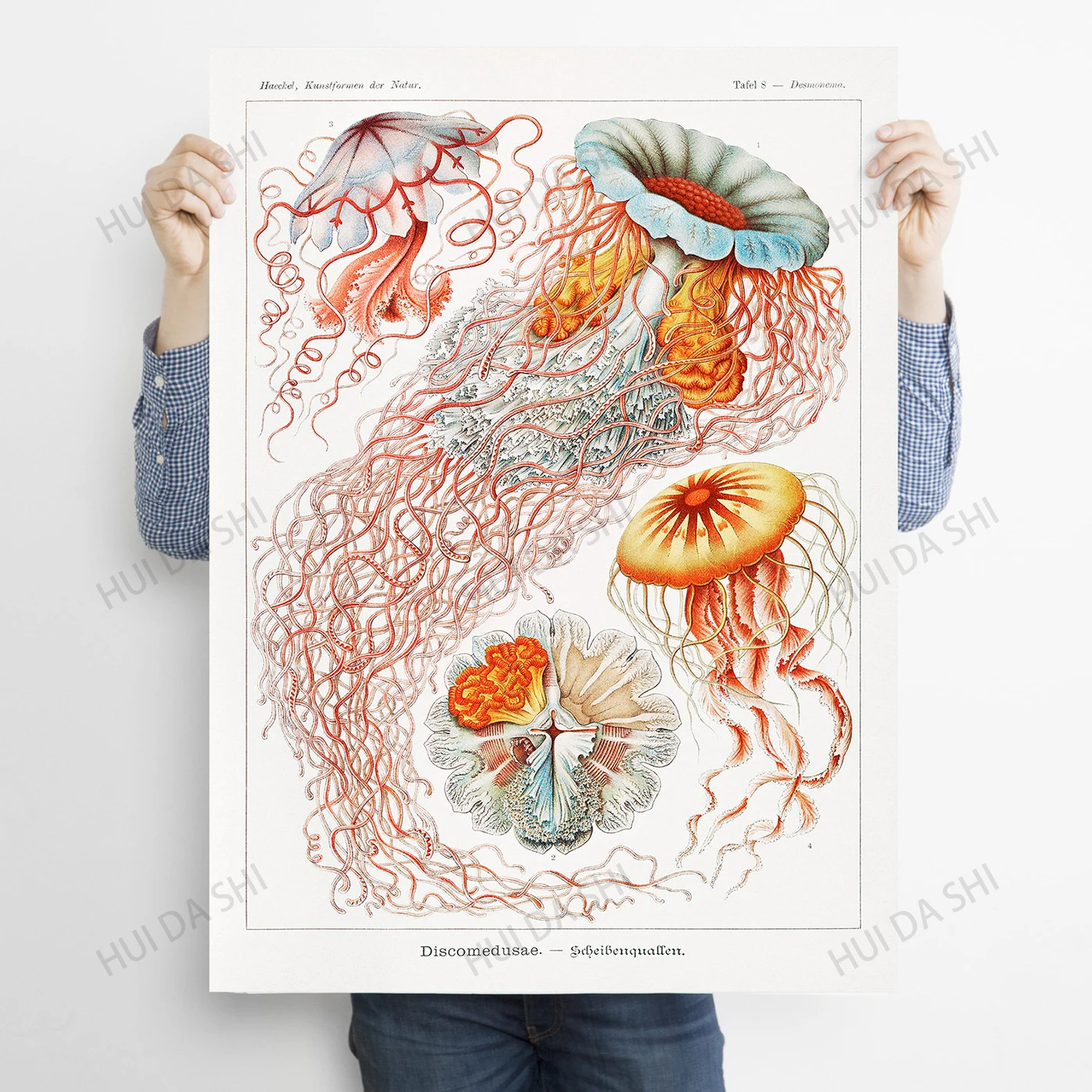 Ernst Haeckel Print, Jellyfish Poster, Medusa, Discomedusae,marine ...