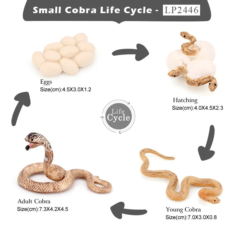 Life Cycle Of A Cobra Snake