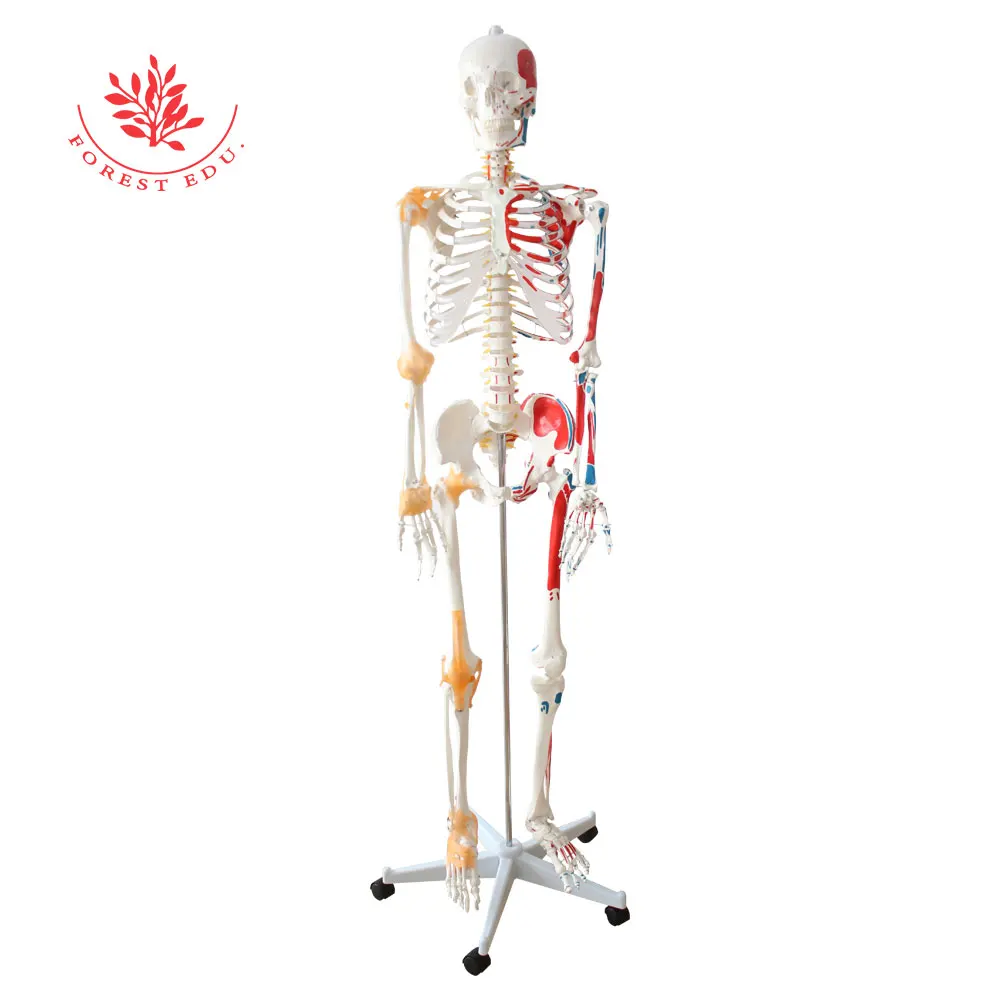 FRT002-Human-Skeleton-180cm-Life-Size-PVC-Material-With-Muscle-Points ...