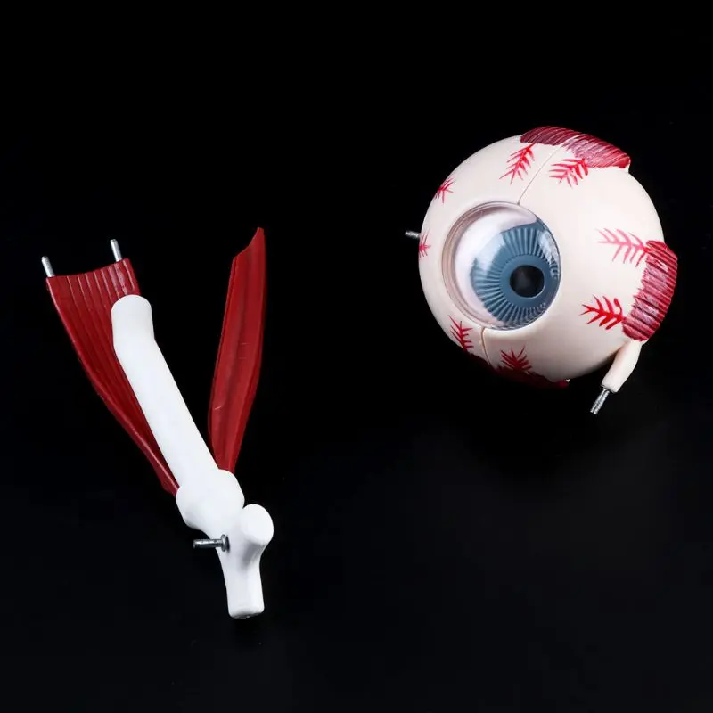 3 Times Human Eyeball and Eyelid Skeleton Model Orbit Anatomical Study ...