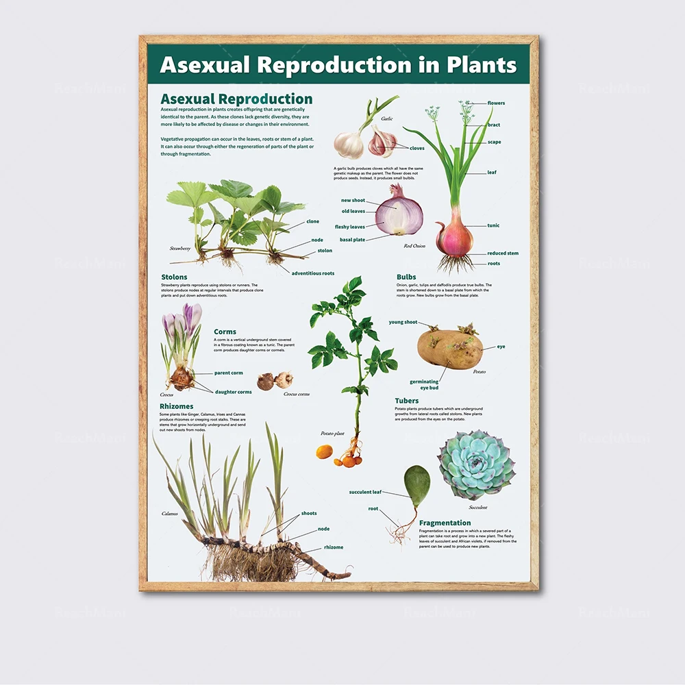 Asexual Reproduction In Plants Bulbs