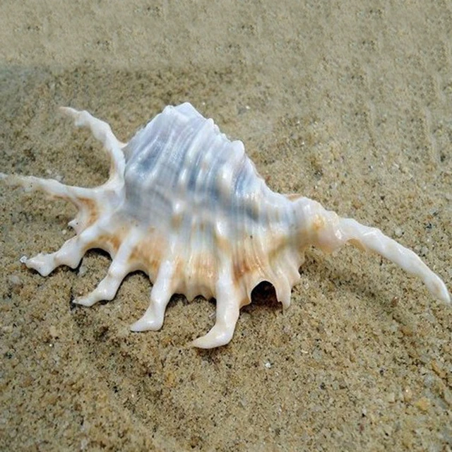 Scorpion Conch