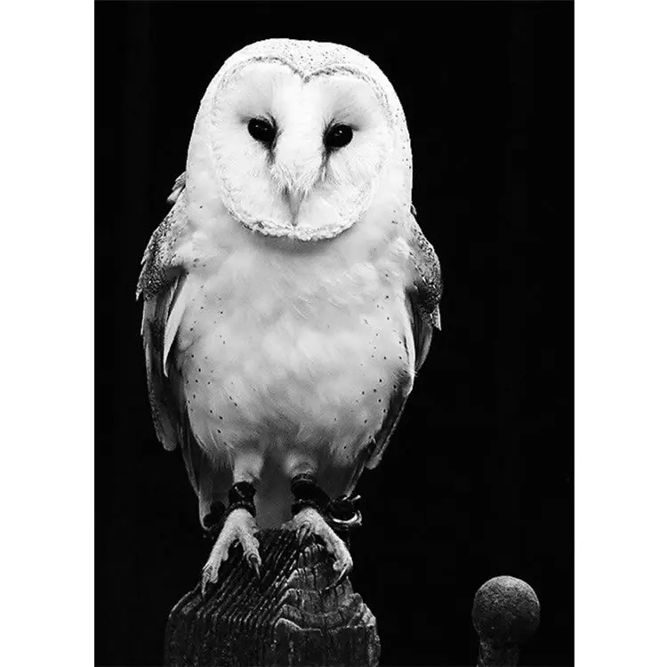 Barn Owl Black And White Photography