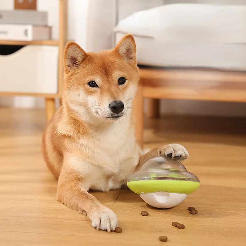Can A Shiba Inu Eat Human Cookies