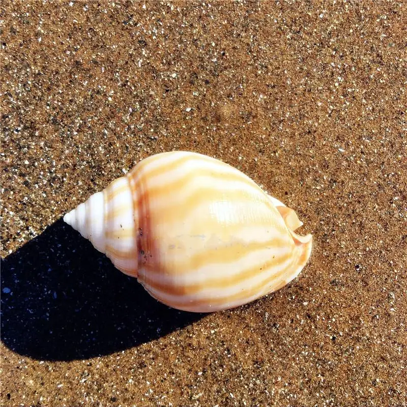 Natural conch shellfish stripes aquarium landscaping Home Decoration ...