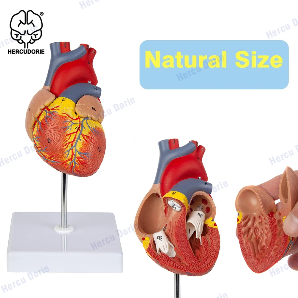 Anatomically Correct Human Heart