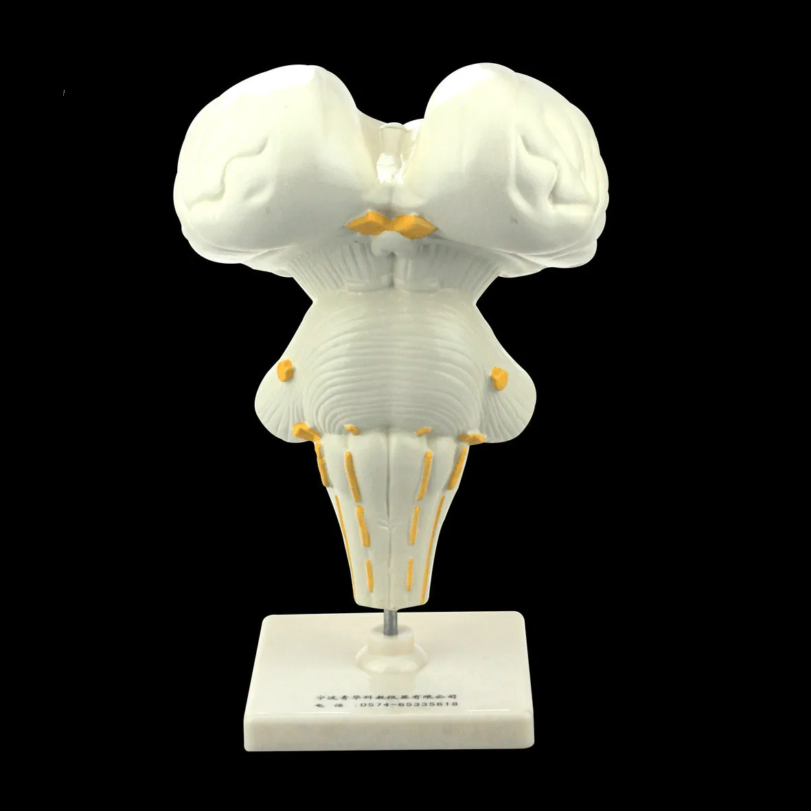 FRP-Brain-Stem-Enlarge-Models-Anatomy-Brainstem-Models-Medical ...