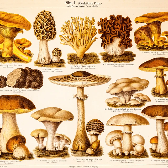 Vintage Mushroom Prints