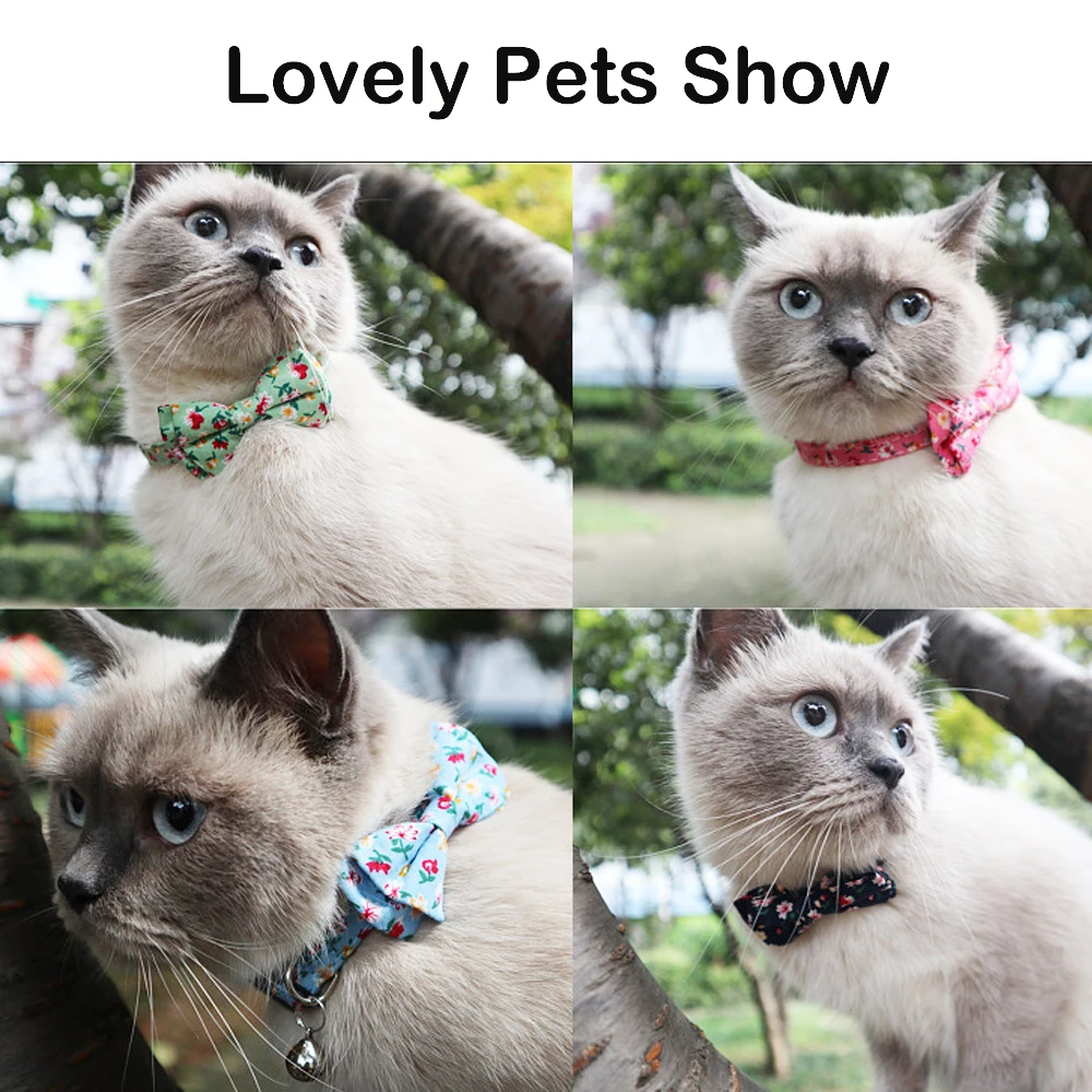 Bow Cat Show