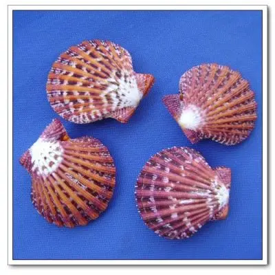 Scallop Shell Painting