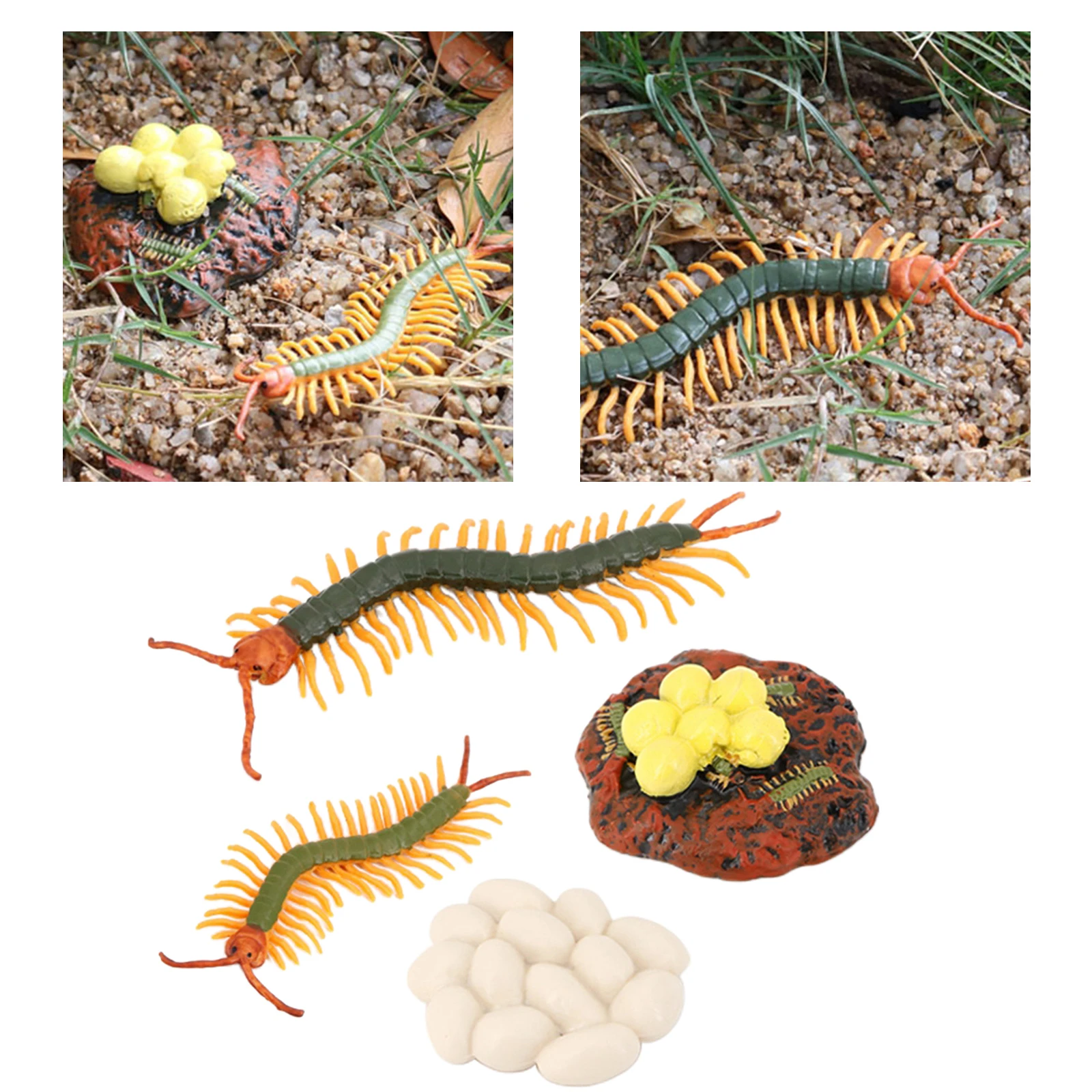 House Centipede Life Cycle